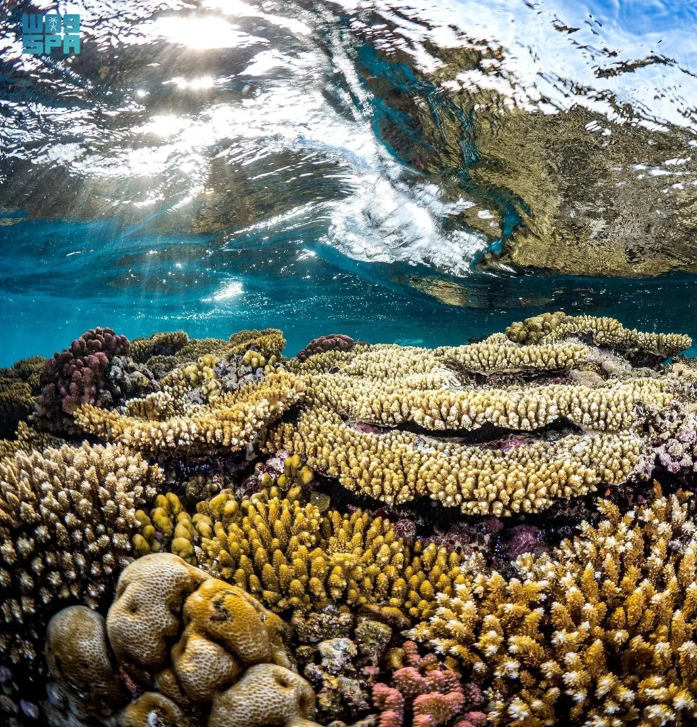 Beneath the surface: the fight for corals - Safe Saudi Arabia