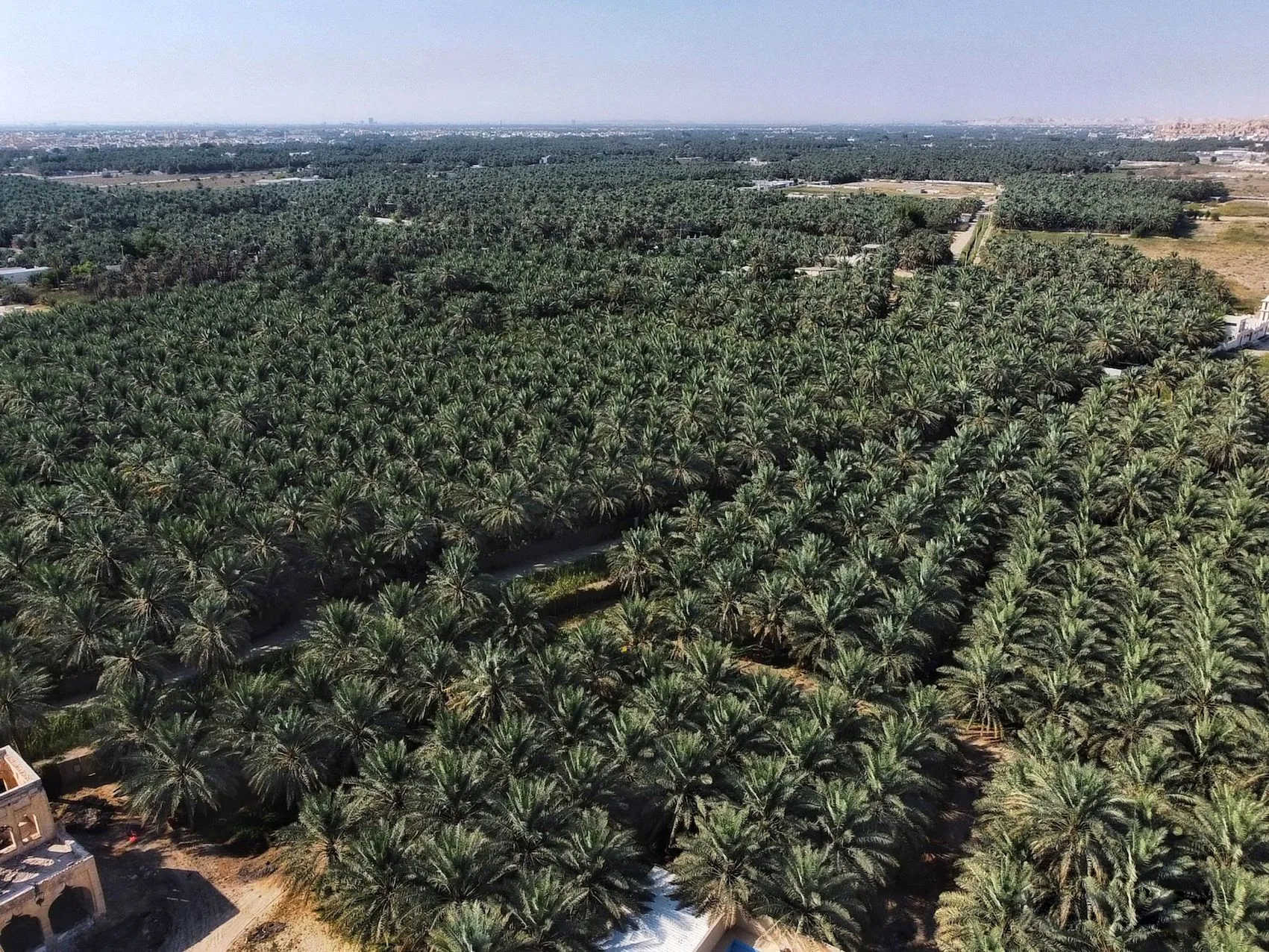 When agriculture meets luxury tourism in Al-Ahsa - SAFE Saudi Arabia ...