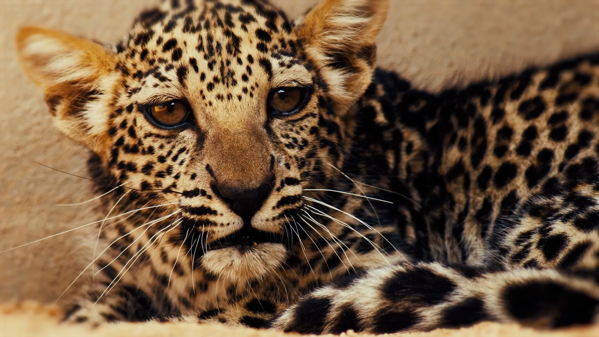 Arabian leopard takes a leap of hope - SAFE Saudi Arabia for Elites
