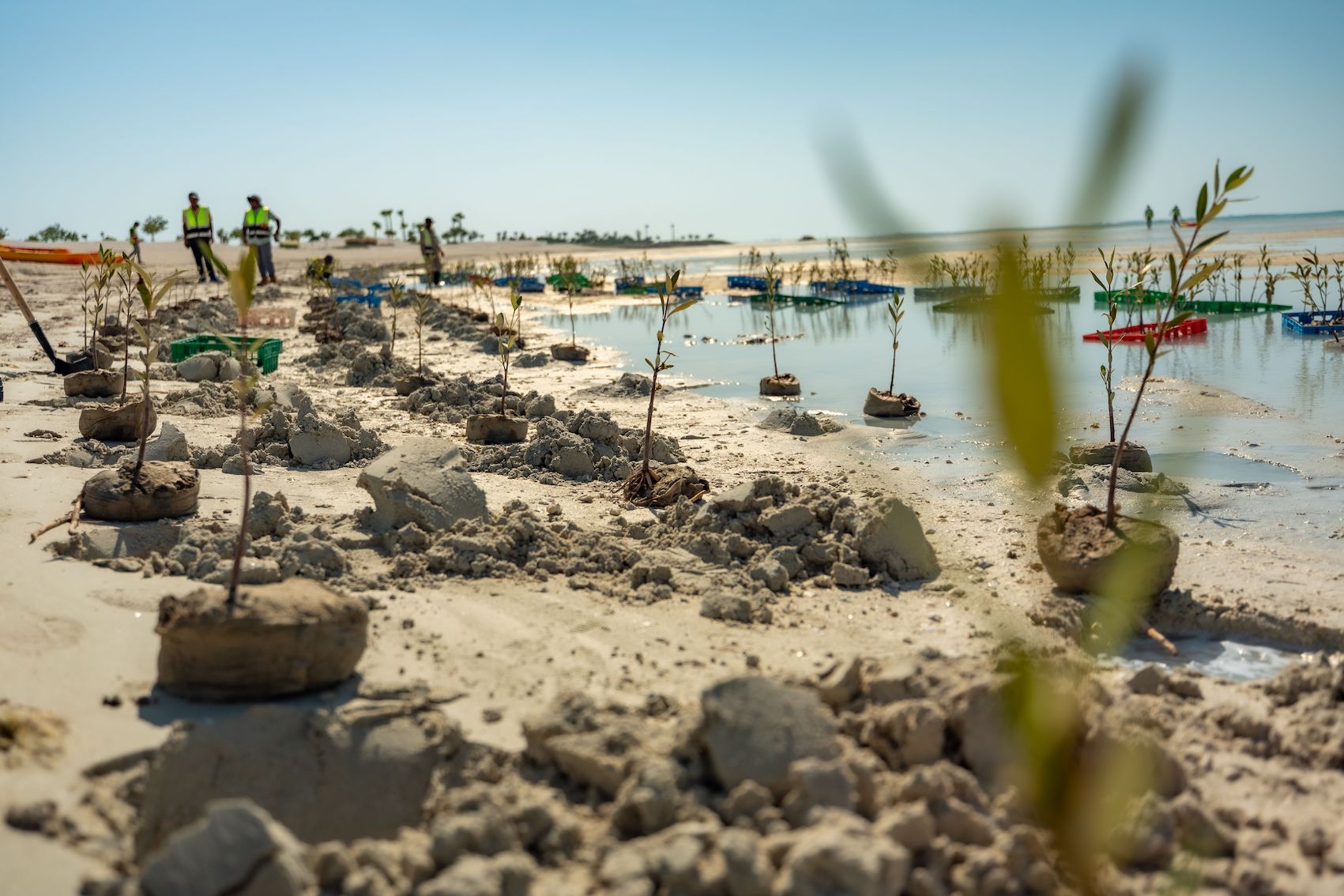 Red Sea Global mangrove planting initiative marks International Day for ...